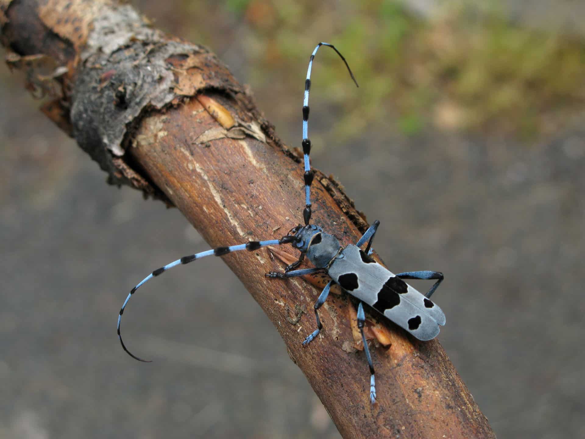 Alpinska strizibuba – najatraktivnija strizibuba Europe - zastita ...