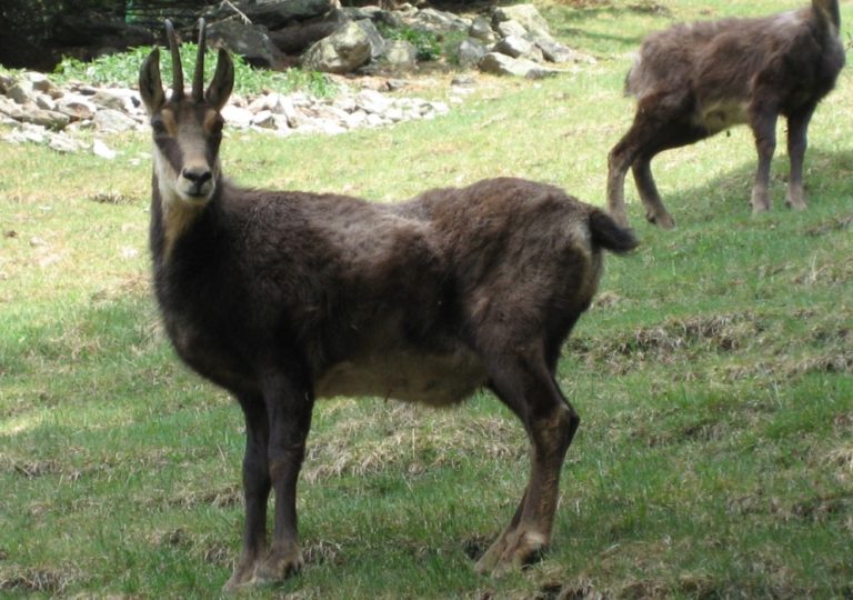 Balkanska divokoza – kraljica planinskog krša - zastita-prirode.hr