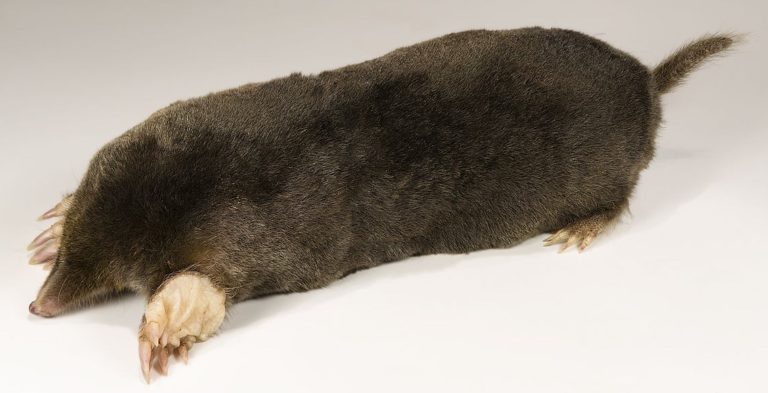 Krtica – carica podzemlja - zastita-prirode.hr