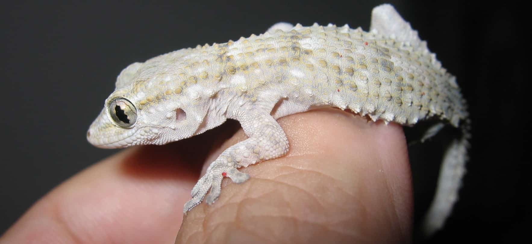 Hrvatski macaklin – mali noćni lovac - zastita-prirode.hr