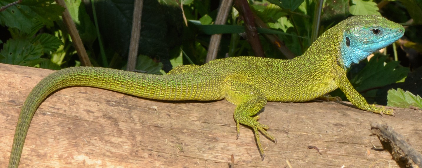 Zelembać – gušter div - zastita-prirode.hr