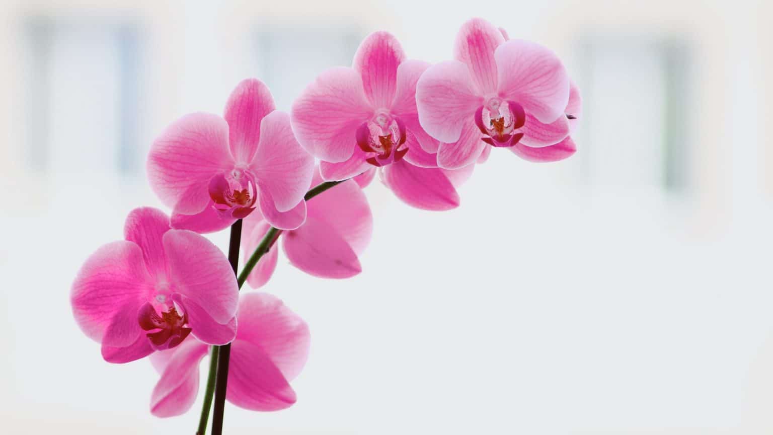 Orhideja - nježna ljepotica koja voli pažnju - zastita-prirode.hr