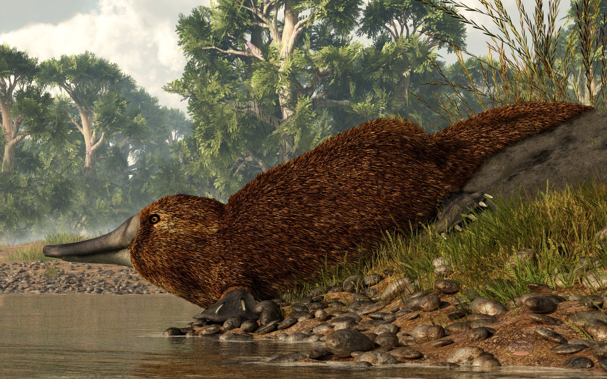 Čudnovati kljunaš u 10 čudnovatih karakteristika