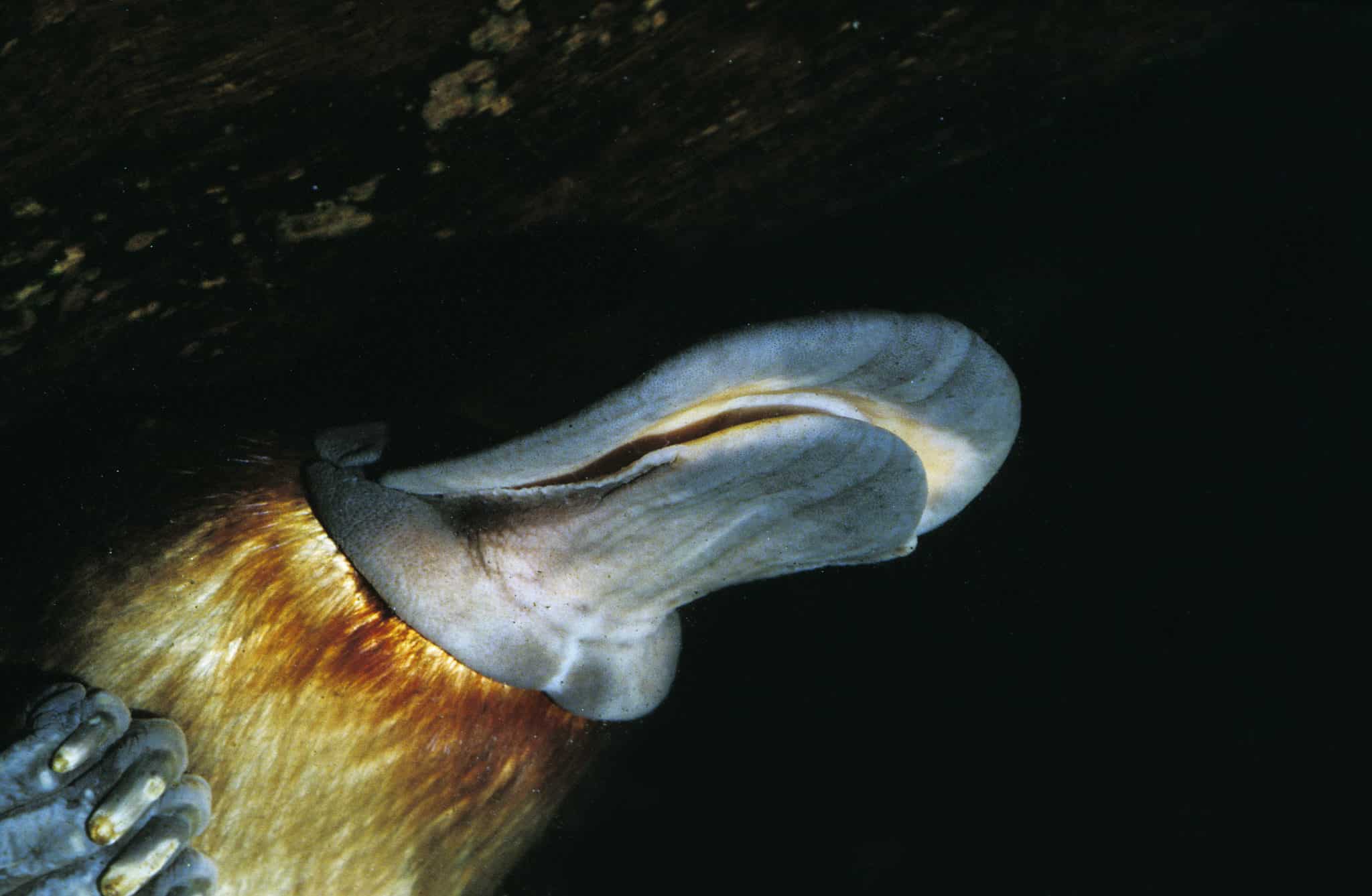 Čudnovati kljunaš u 10 čudnovatih karakteristika