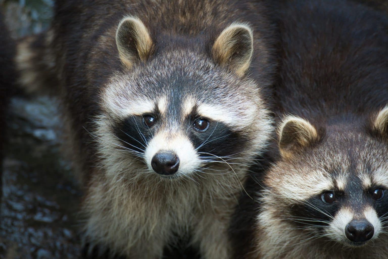 10 činjenica o rakunu koje će vas zapanjiti