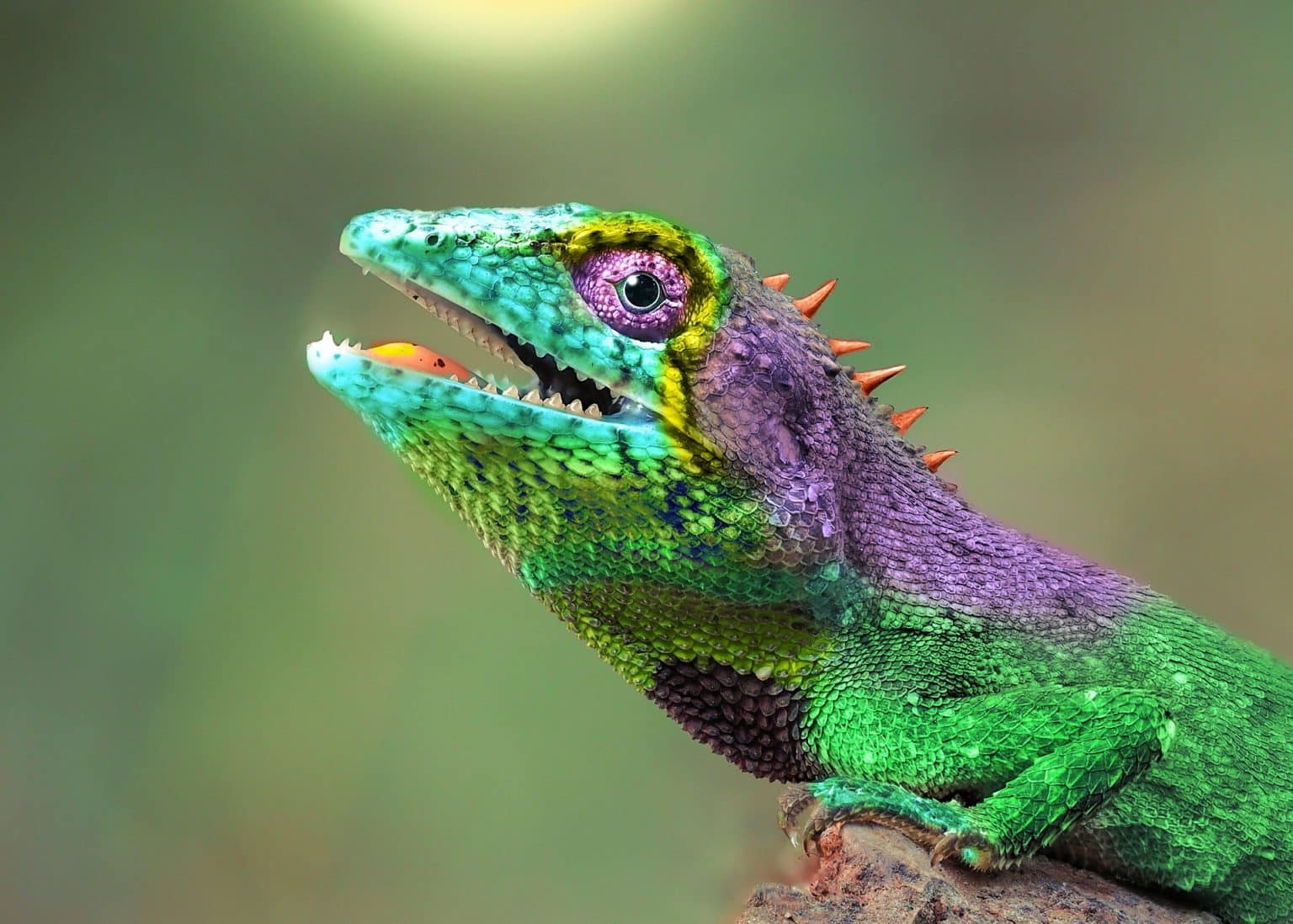 10 zanimljivih činjenica o kameleonu - zastita-prirode.hr