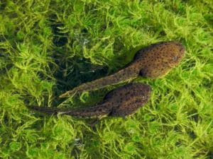 Što je metamorfoza i 5 primjera iz životinjskog svijeta