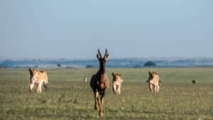 Što je simbioza? (5 vrsta odnosa i primjeri)
