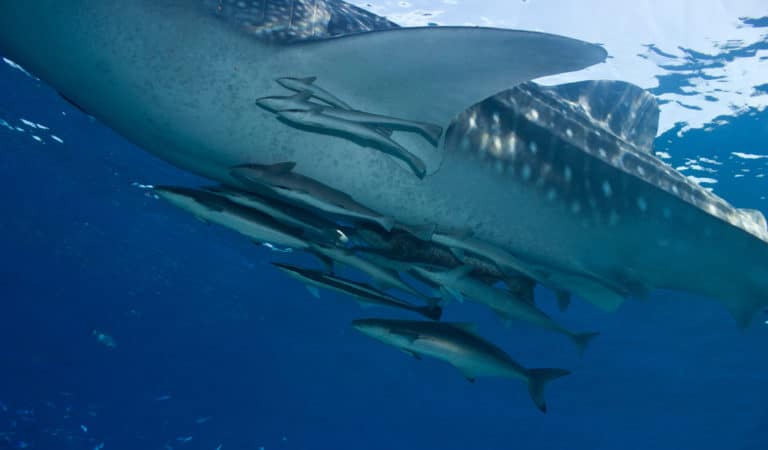 Što je simbioza? (5 vrsta odnosa i primjeri)