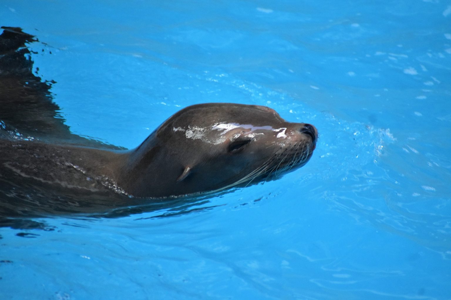 10 činjenica o tuljanima koje će vas iznenaditi