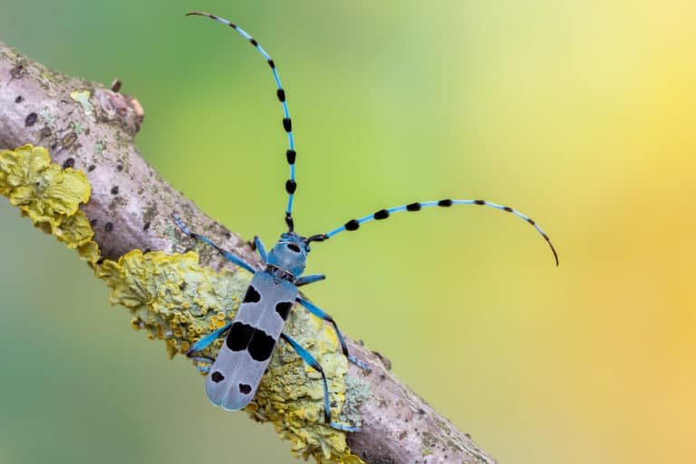 Po čemu je posebna strizibuba? Opis 2 vrste - zastita-prirode.hr