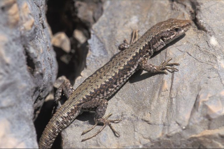 Endemske vrste u Hrvatskoj koje treba zaštititi (20 vrsta)