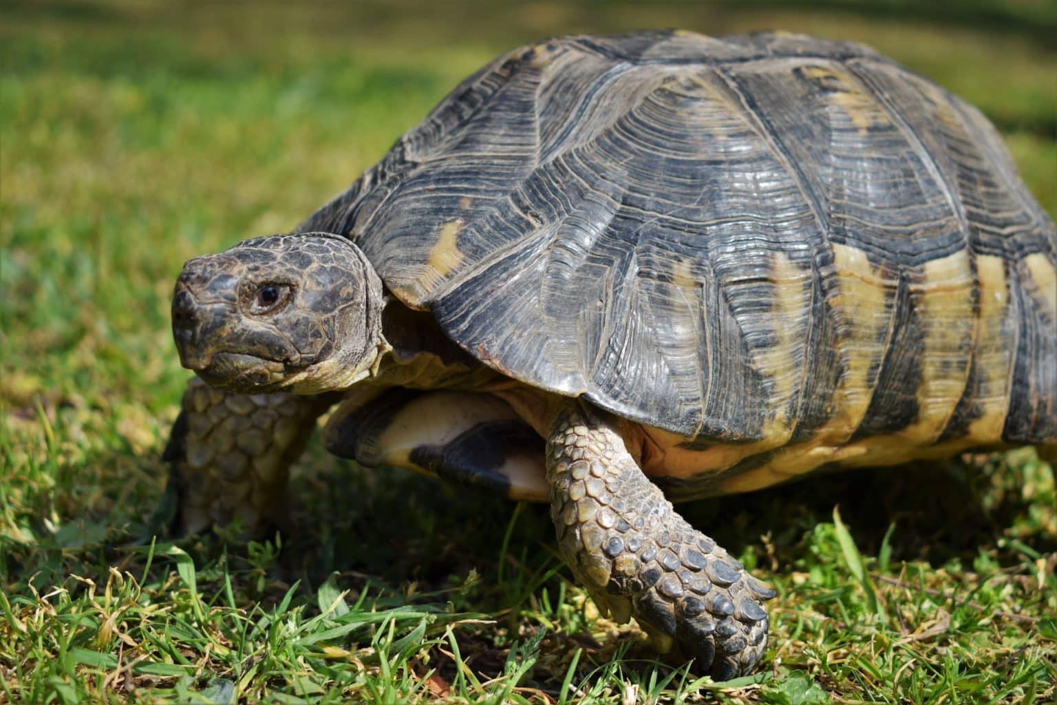 Je li kornjača čančara zakonom zaštićena vrsta? 20 činjenica