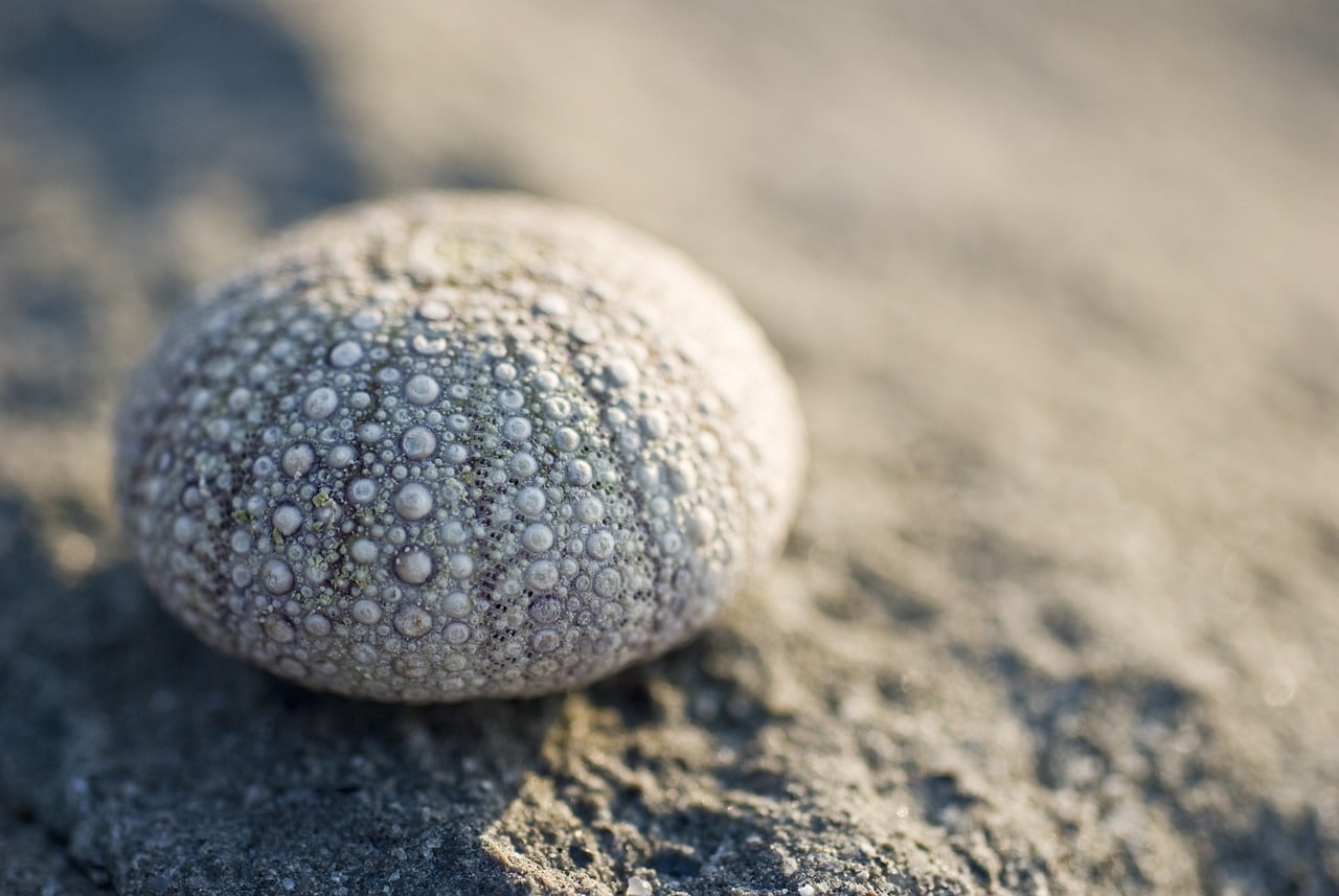 Čime se hrani morski jež? Top 13 zanimljivosti o ježincu