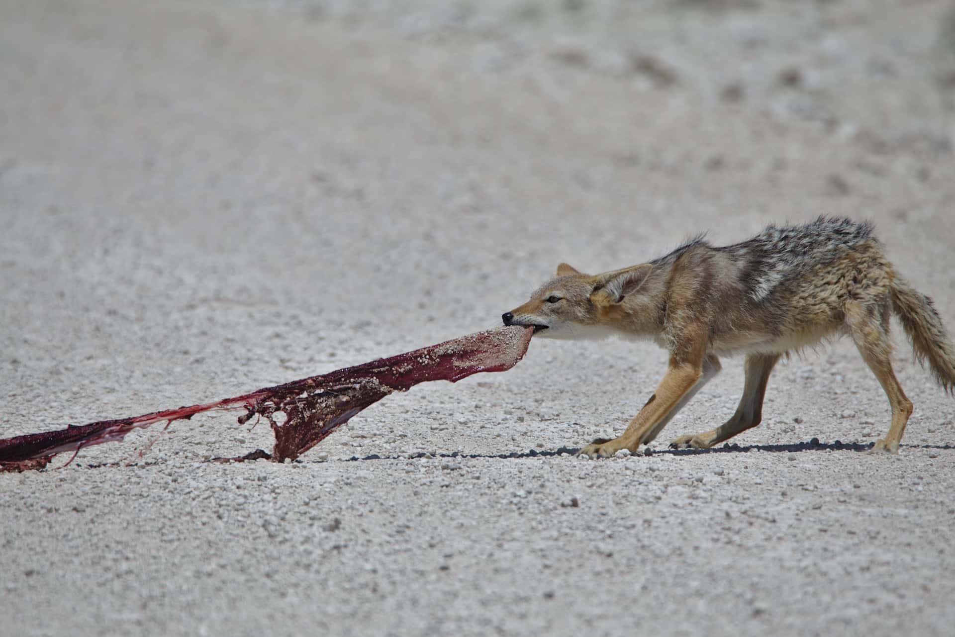 Je li čagalj ili šakal zaštićena životinja? 10 zanimljivosti