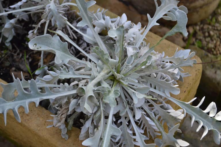 Endemske vrste u Hrvatskoj koje treba zaštititi (20 vrsta)