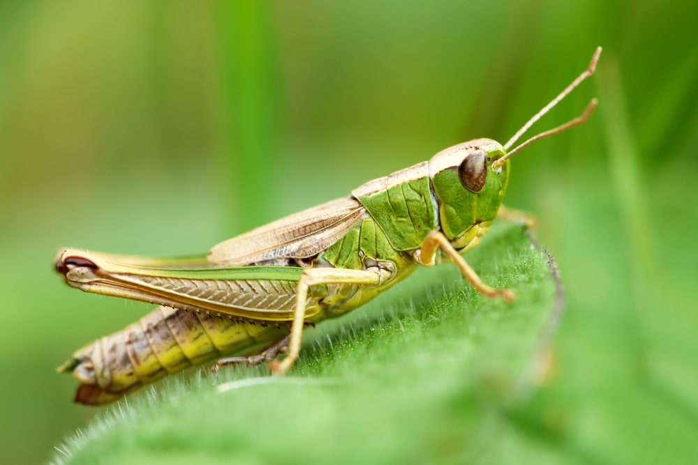 Čudesni skakavac: 25 zanimljivosti i činjenica - zastita-prirode.hr