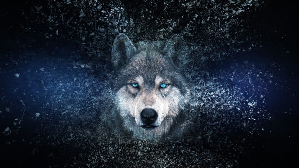 Vukovi: 5 ključnih uvida u njihov svijet - zastita-prirode.hr