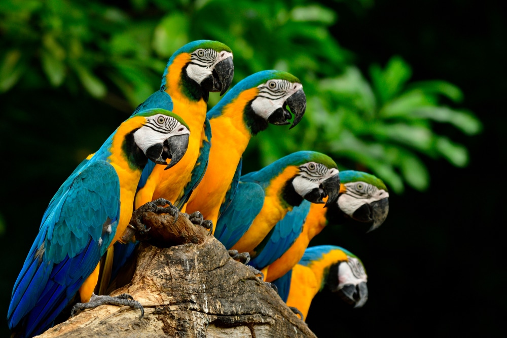 Papige kao kućni ljubimci? (10 vrsta) - zastita-prirode.hr