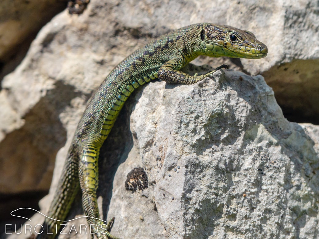 Gušteri u Hrvatskoj - Kompletna lista svih vrsta guštera