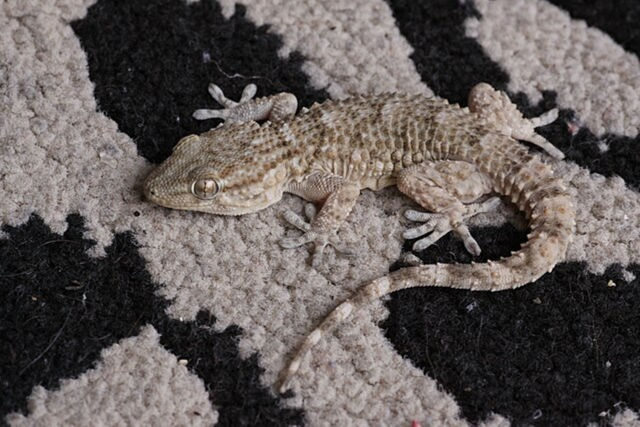 Gušteri u Hrvatskoj - Kompletna lista svih vrsta guštera