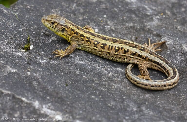 Gušteri u Hrvatskoj - Kompletna lista svih vrsta guštera