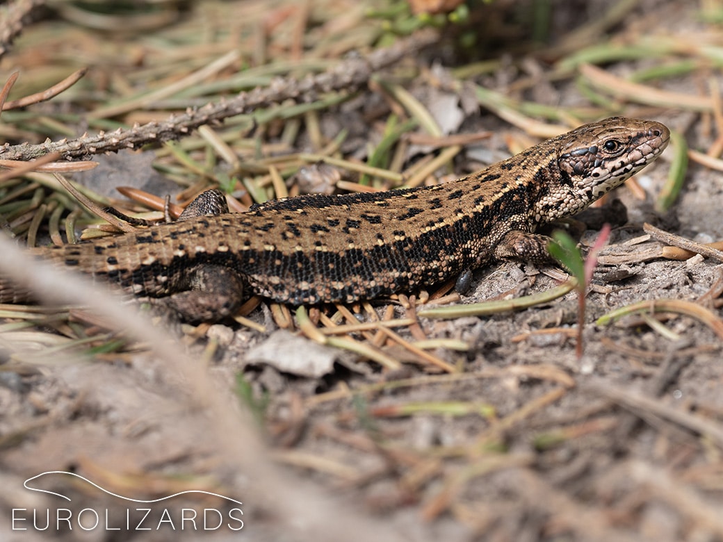 Gušteri u Hrvatskoj - Kompletna lista svih vrsta guštera