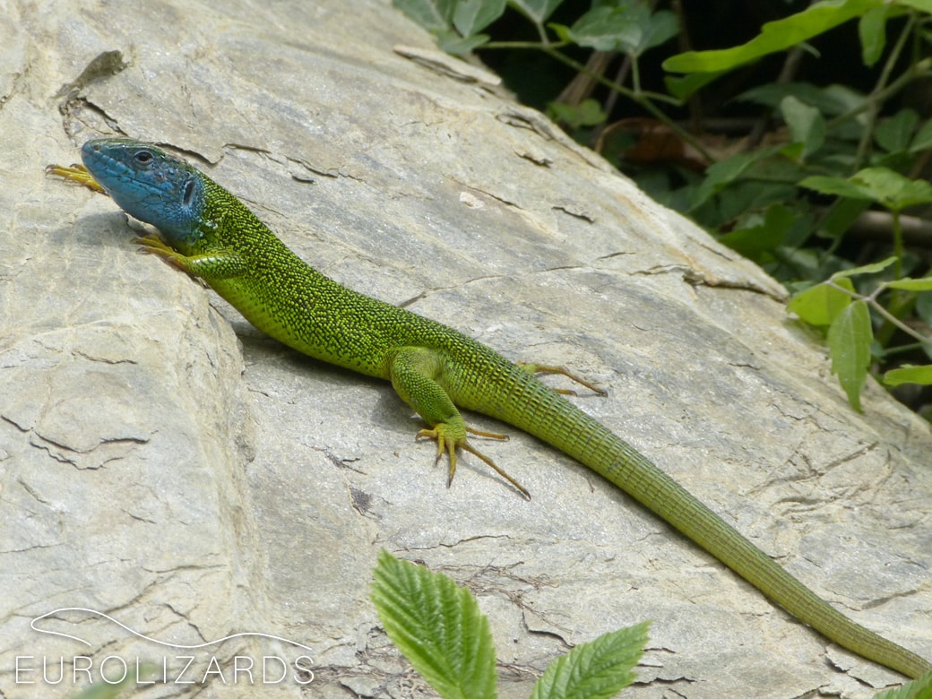 Gušteri u Hrvatskoj - Kompletna lista svih vrsta guštera