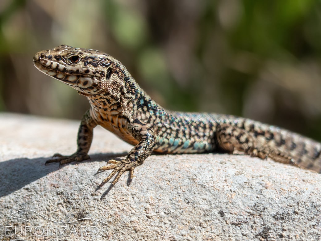 Gušteri u Hrvatskoj - Kompletna lista svih vrsta guštera