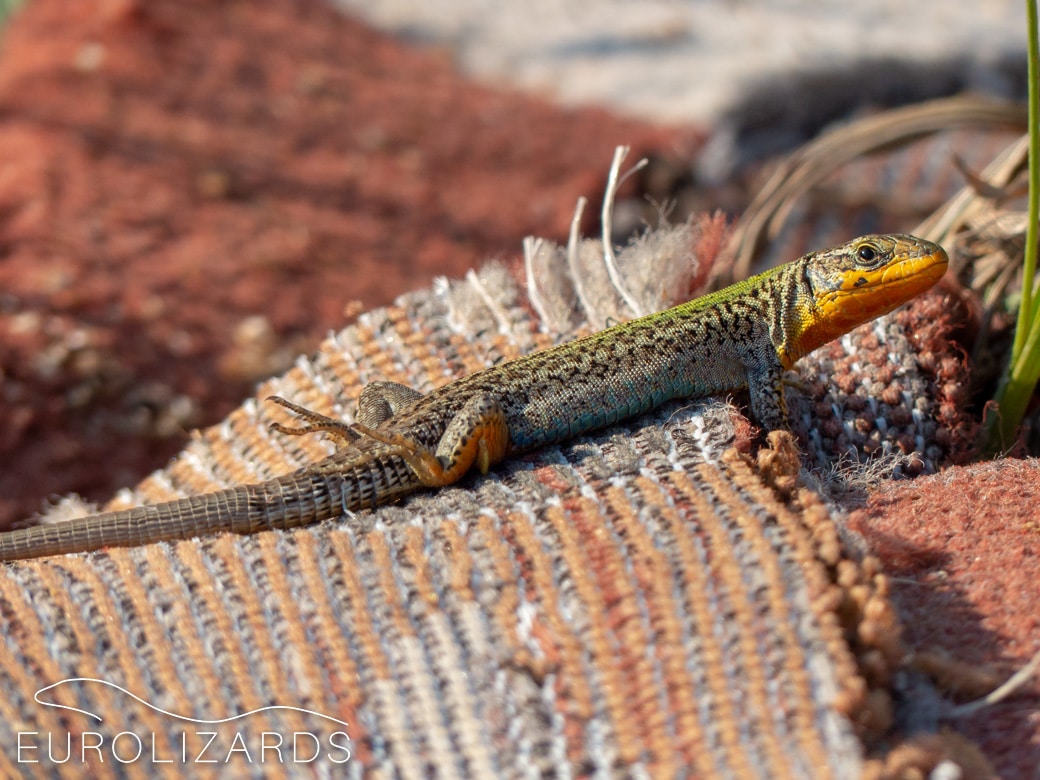 Gušteri u Hrvatskoj - Kompletna lista svih vrsta guštera