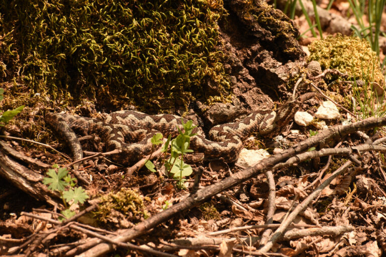 Zanimljivosti o poskoku: 7 razloga zašto je posebna zmija