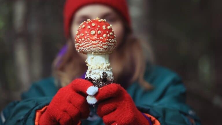 Kako napraviti herbarij? 8 biljaka koje moraš uključiti