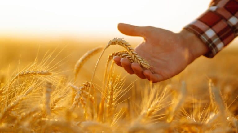 Zanimljivosti o morskim psima: 15 najboljih