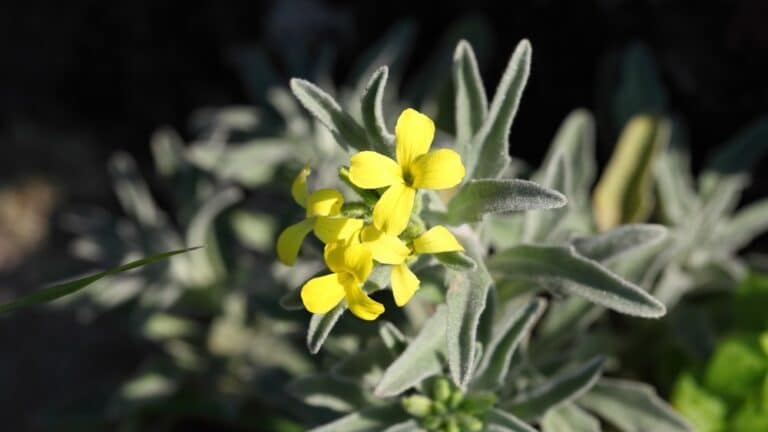 Lastin rep – kraljevski leptir - zastita-prirode.hr