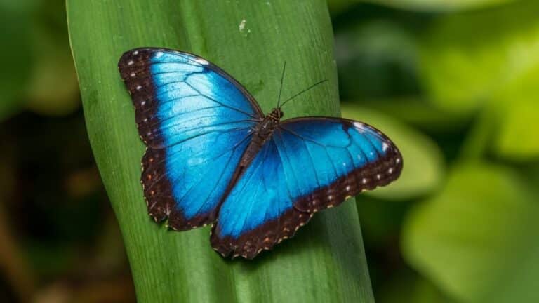 Hrvatski macaklin – mali noćni lovac - zastita-prirode.hr